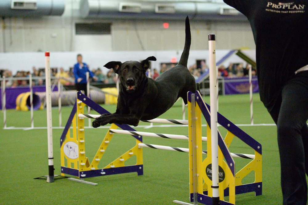 Dog Agility Classes Doggie Academy In Brooklyn New York Dog Agility Classes Doggie Academy In Brooklyn New York