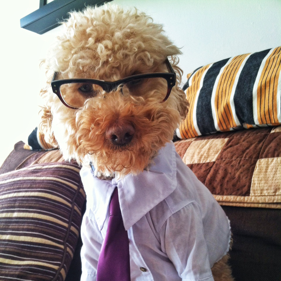 Doggie Academy - Dog training in Manhattan & Brooklyn