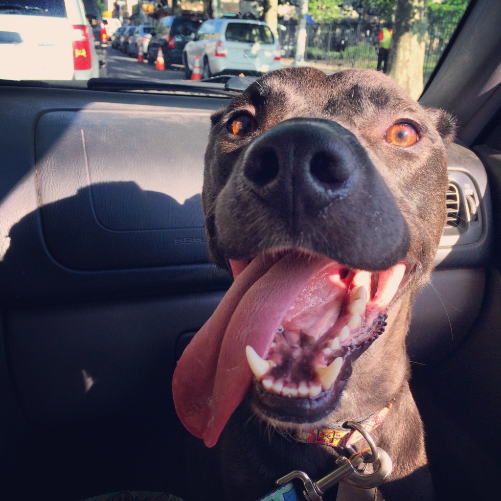 Dog Tail Docking - Doggie Academy